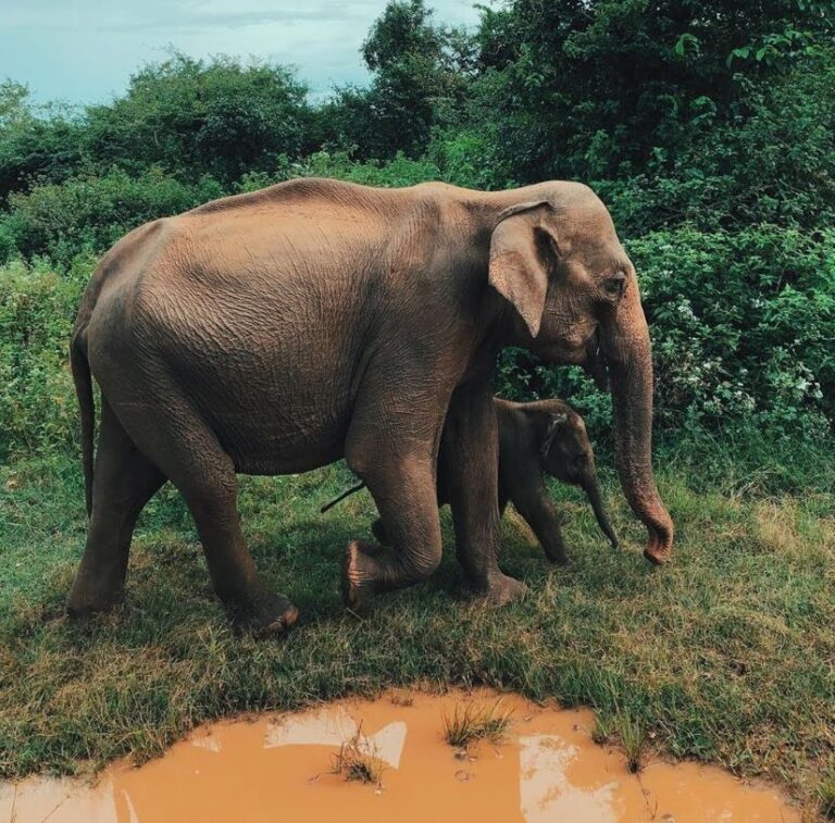 Udawalawe National Park Sri Lanka - Home Page - Udawalawe National Park ...